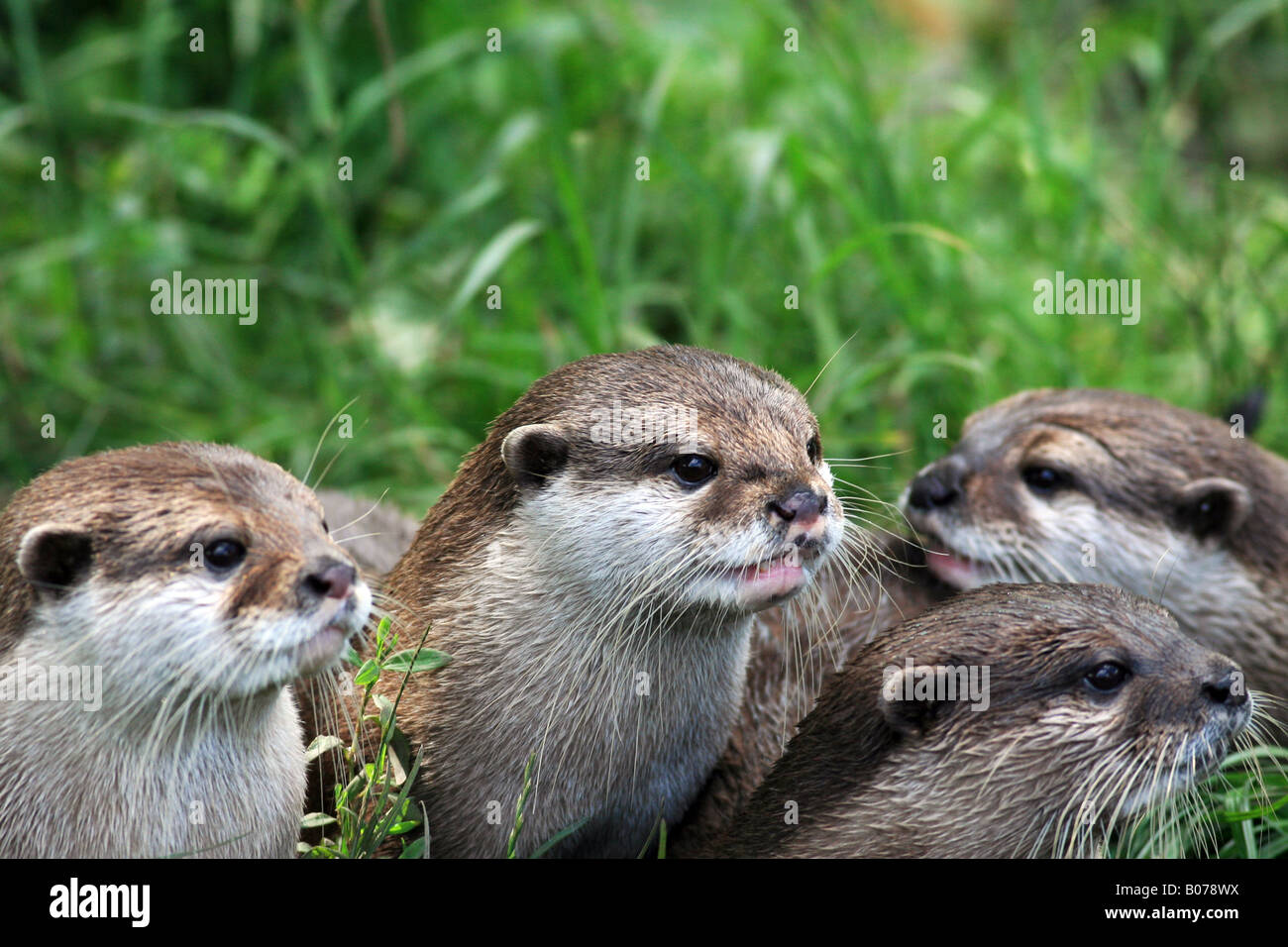Chester zoo asian short clawed otter hi-res stock photography and ...