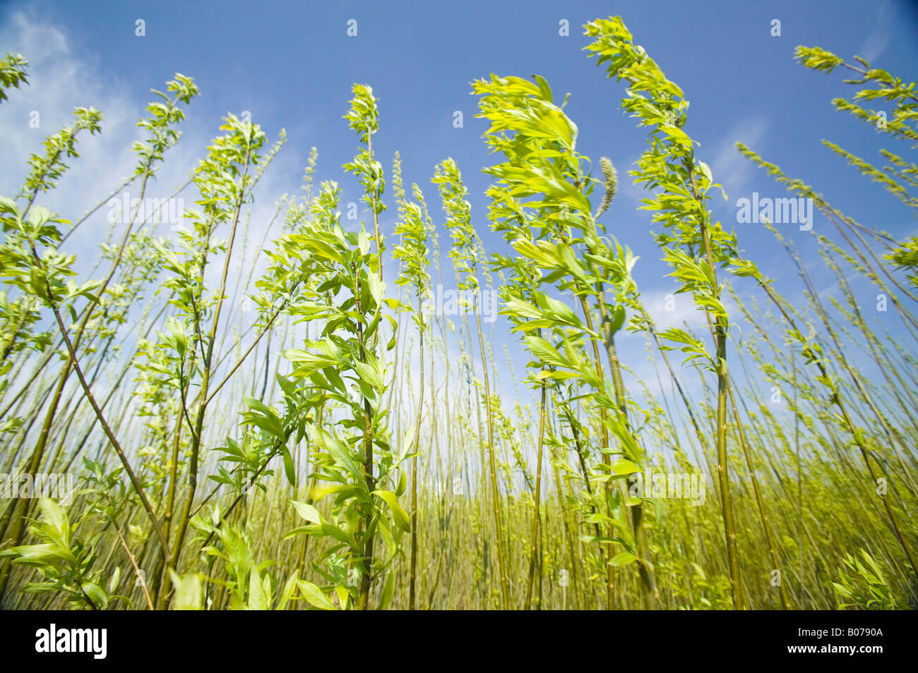 Willow being grown as a biofuel crop next to E ON s biofuel power ...