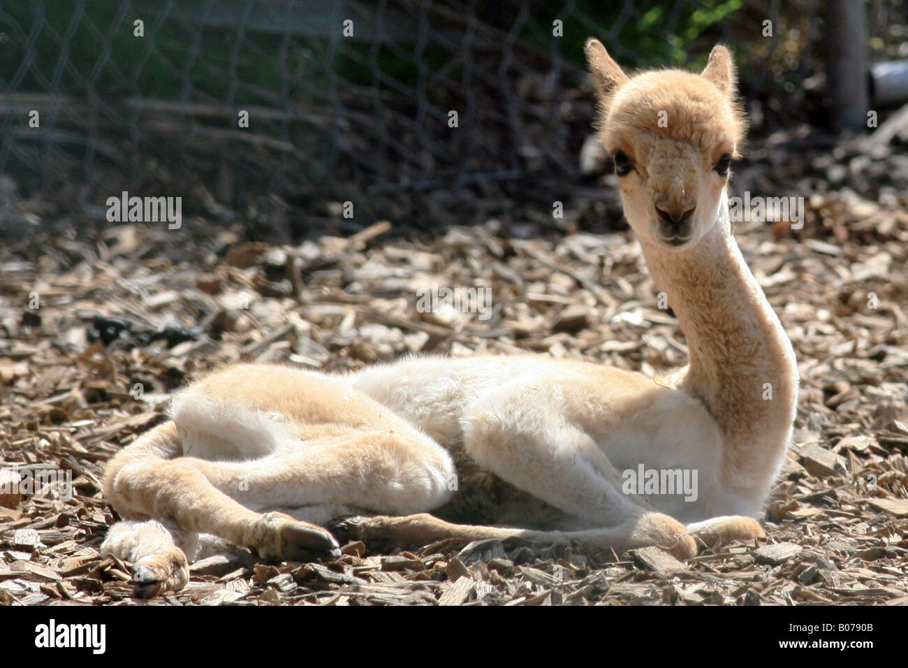 Baby guanaco hi-res stock photography and images - Alamy