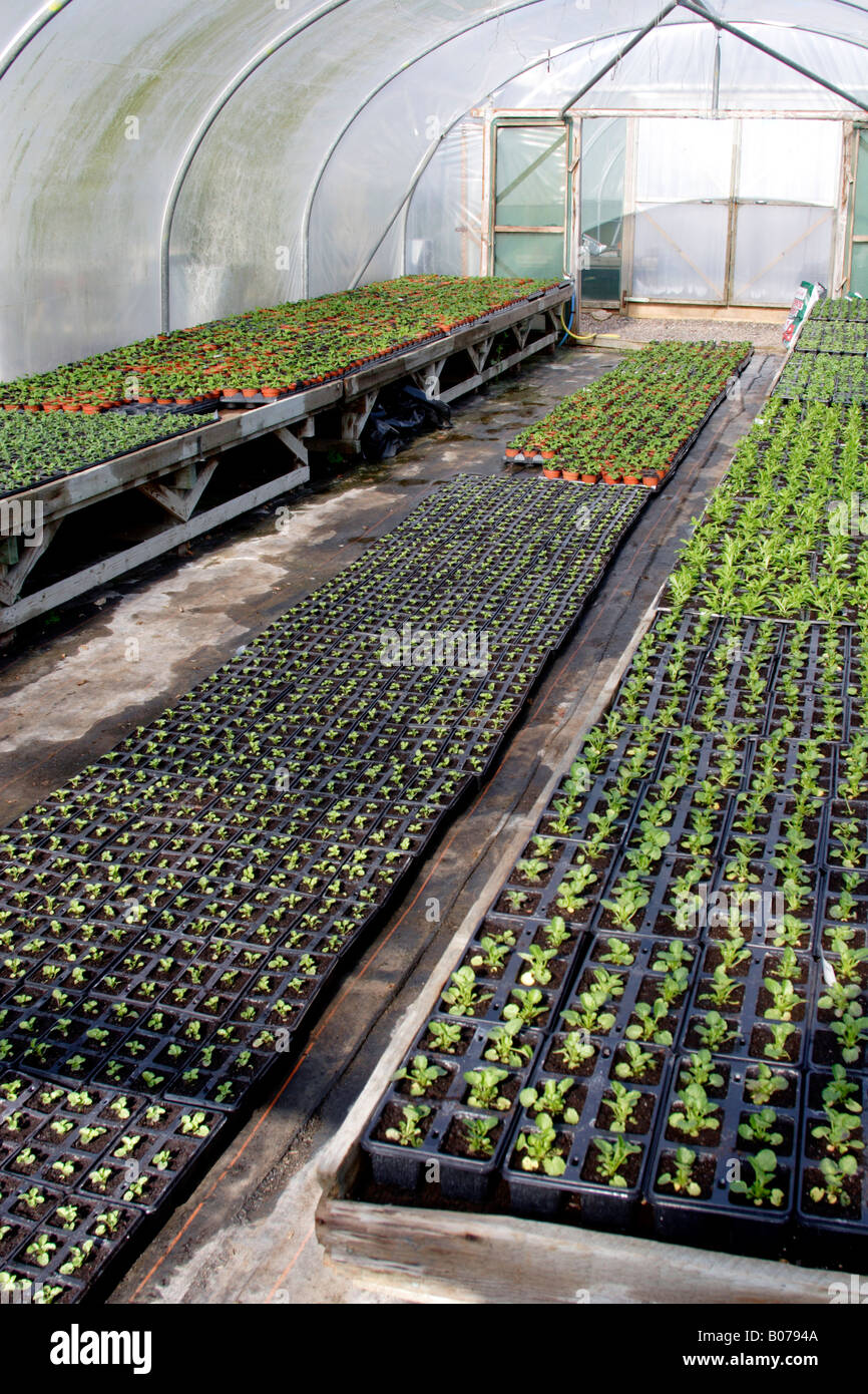 Plants growing in polytunnel, England, UK Stock Photo - Alamy