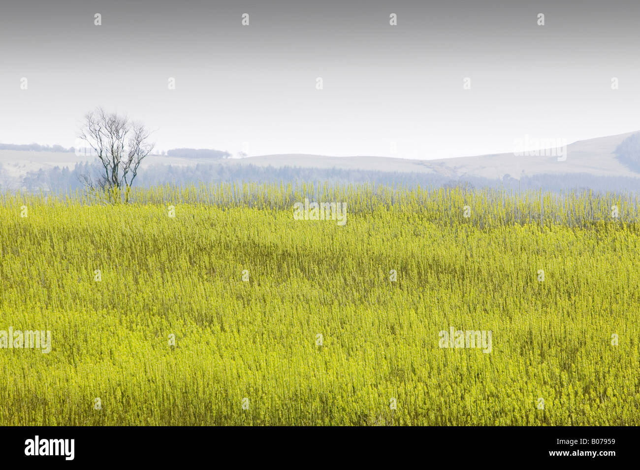 Willow being grown as a biofuel crop next to E ON s biofuel power ...