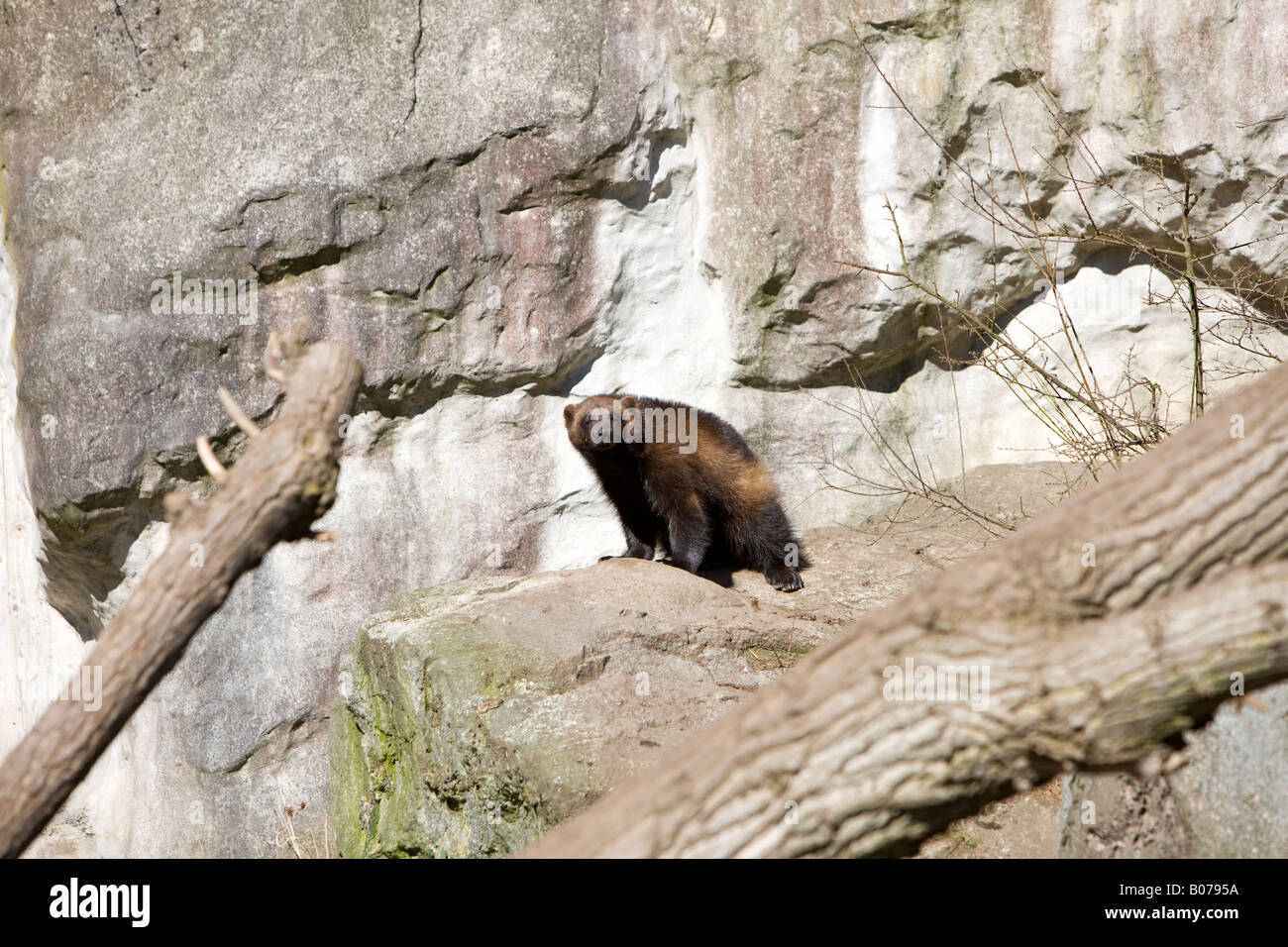 Wolverine zoo weasel hi-res stock photography and images - Alamy