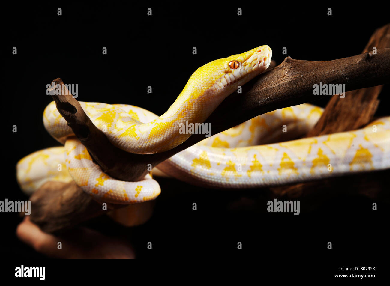 Albino Python coiling up branch Stock Photo - Alamy Albino Python coiling up branch Stock Photo - Alamy