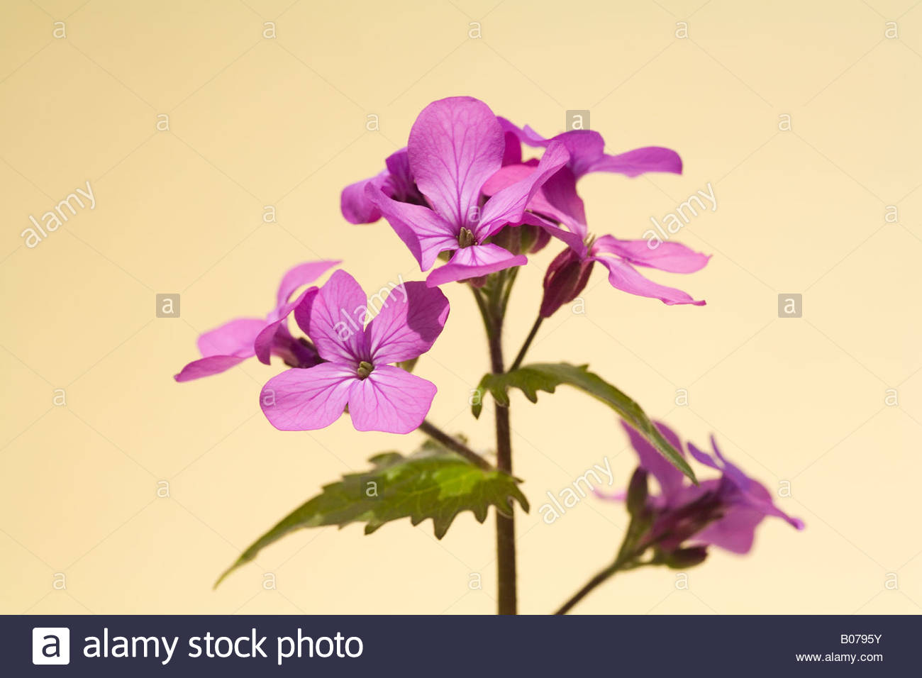 Honesty Flower Plant High Resolution Stock Photography and Images - Alamy