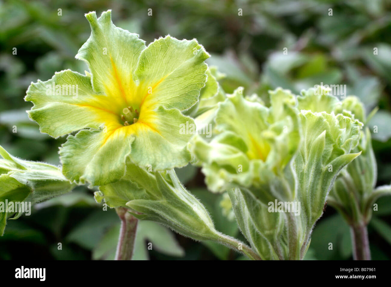 Greeny flower hi-res stock photography and images - Alamy