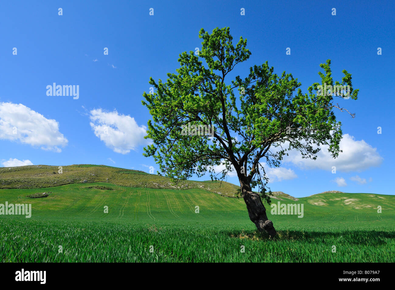 Old Almond Tree High Resolution Stock Photography and Images - Alamy