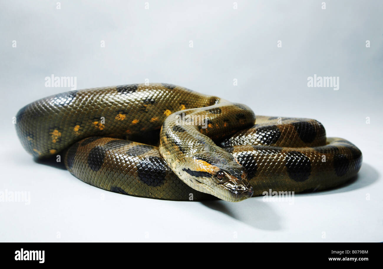 Green Anaconda coiled on floor Stock Photo - Alamy
