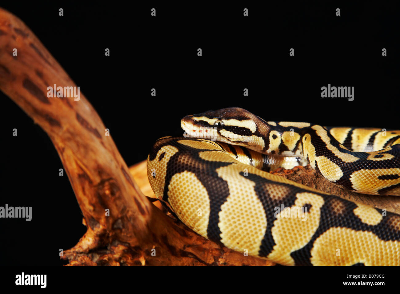 Royal Python coiling on branch Stock Photo - Alamy