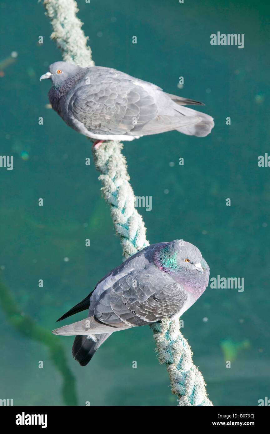 Feral pigeons balanced on a mooring rope in Oban Harbour Scotland UK ...