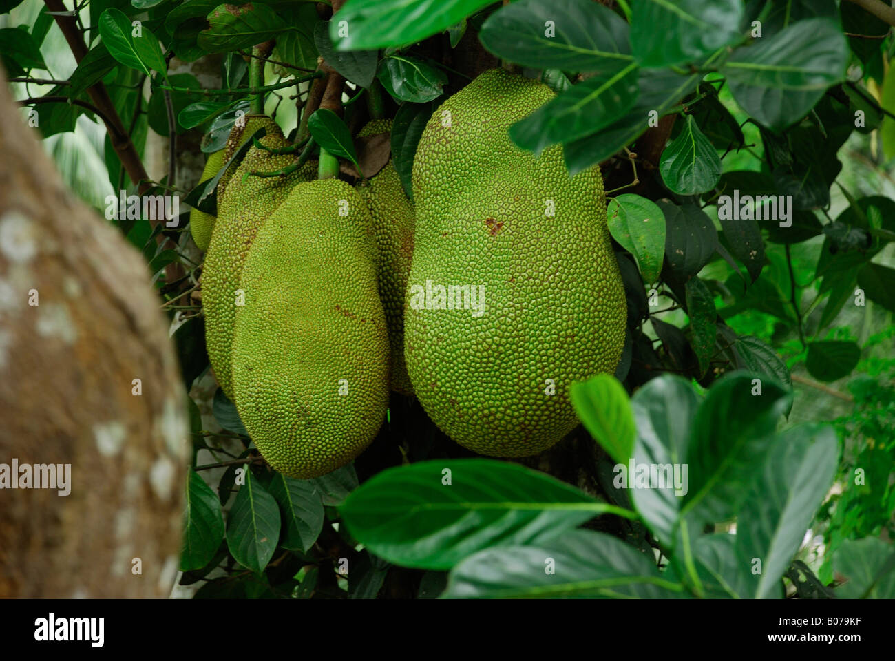 Artocarpus integra hi-res stock photography and images - Alamy