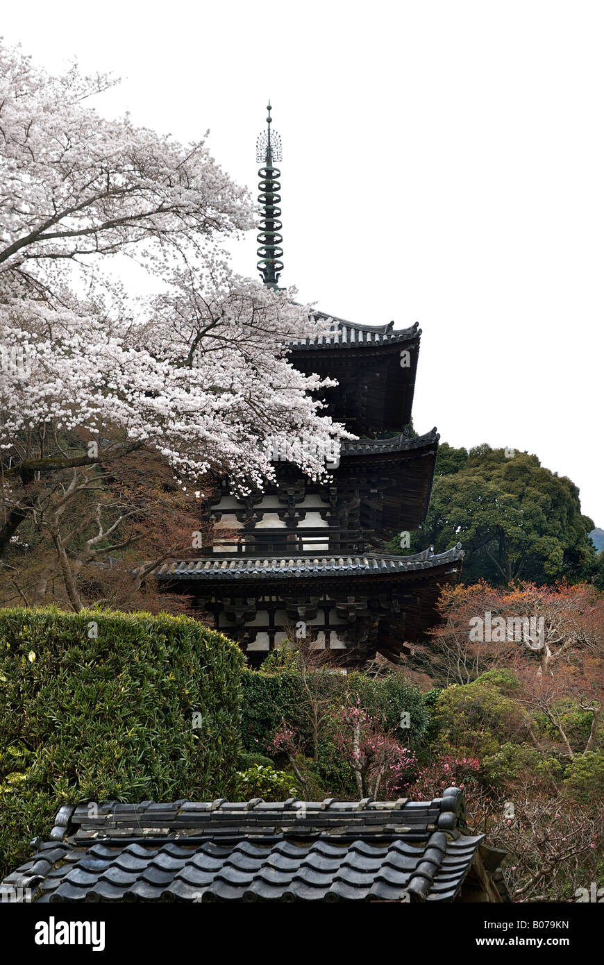 Sakura 'Cherry Blossom' at Taima dera. Taima Temple, Nara Prefecture ...