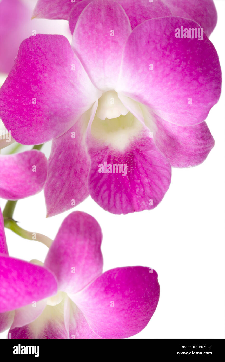 Pink dendrobium hi-res stock photography and images - Alamy