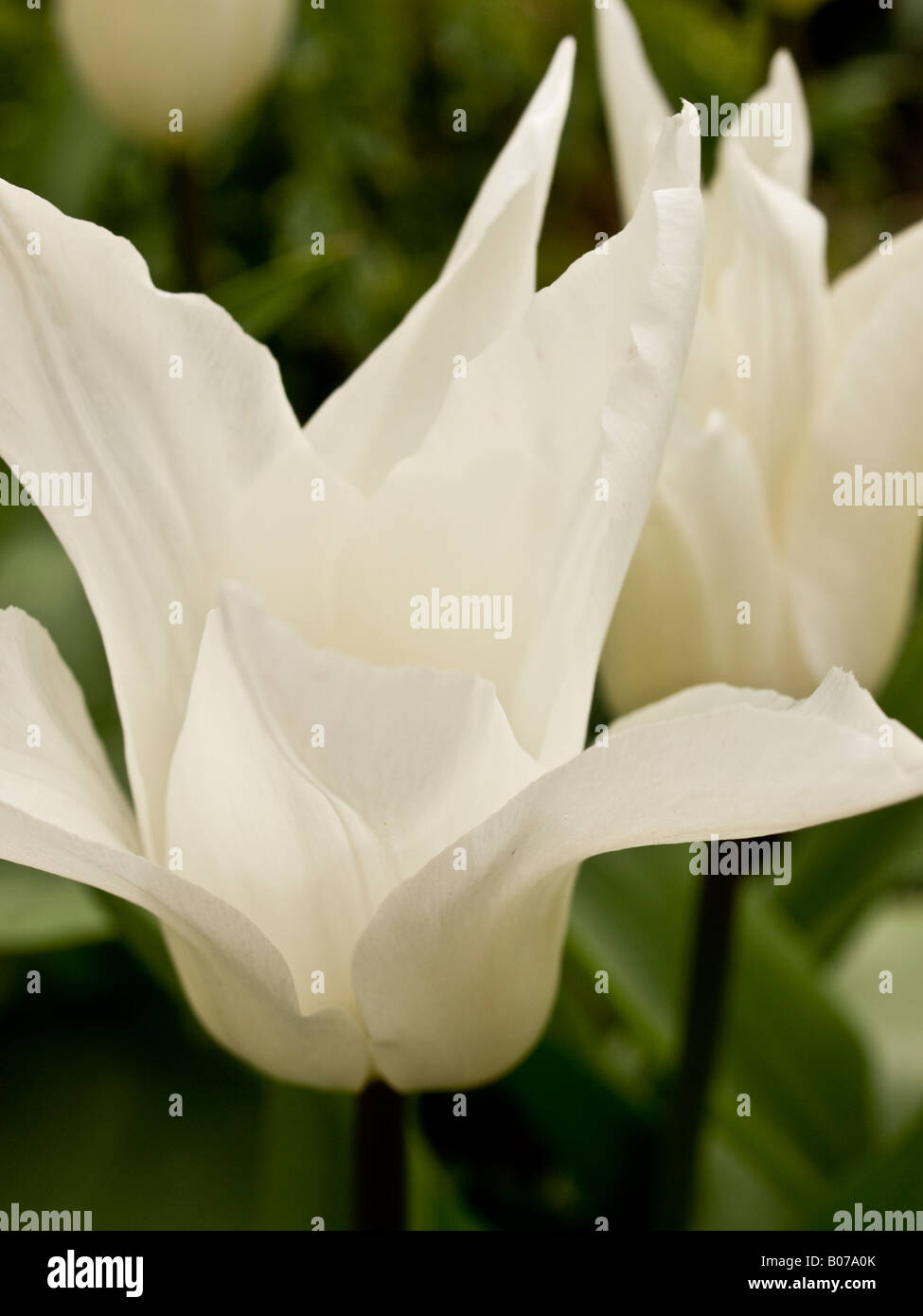 Lily flowered tulips hi-res stock photography and images - Alamy