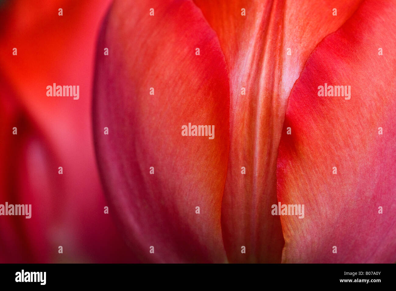 Scarlet tulip close up hi-res stock photography and images - Alamy