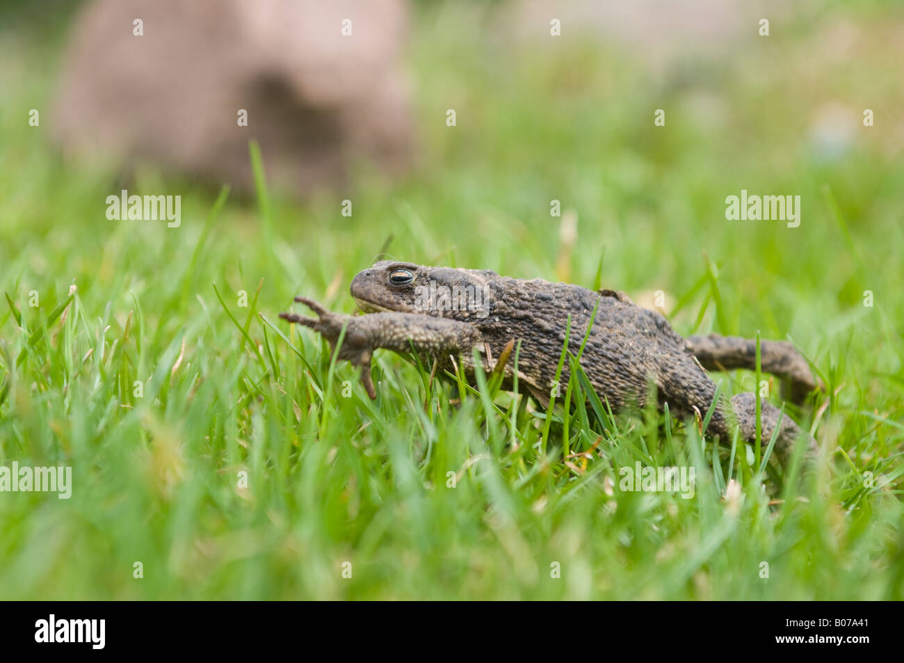Frog hop pond hi-res stock photography and images - Alamy