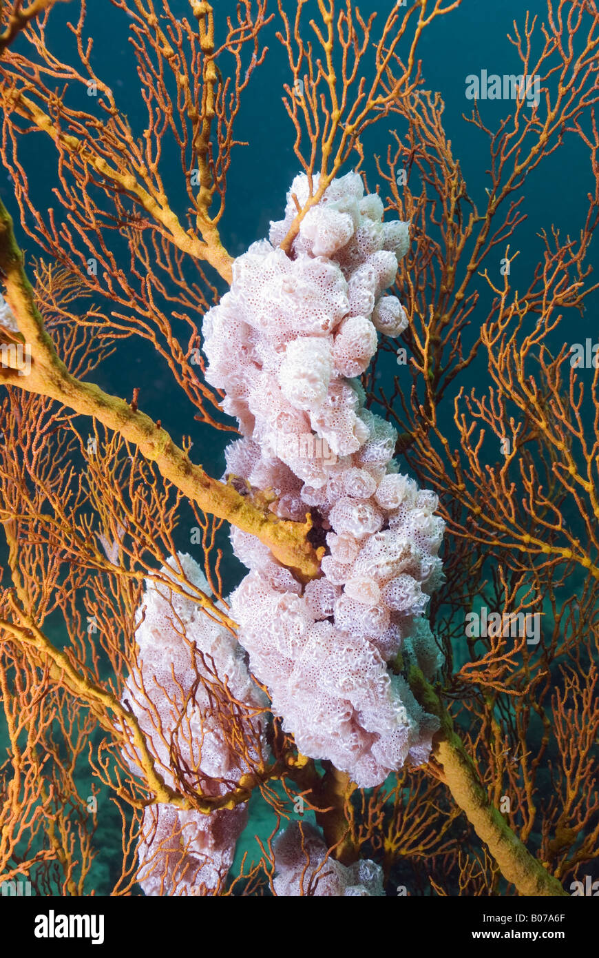 Gorgonians under water Stock Photo - Alamy