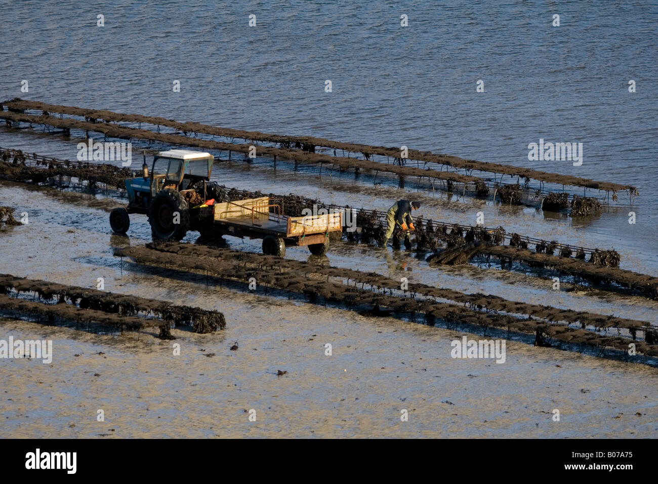 Oyster farmers working at oyster racks, Croig, Isle of Mull, Scotland ...