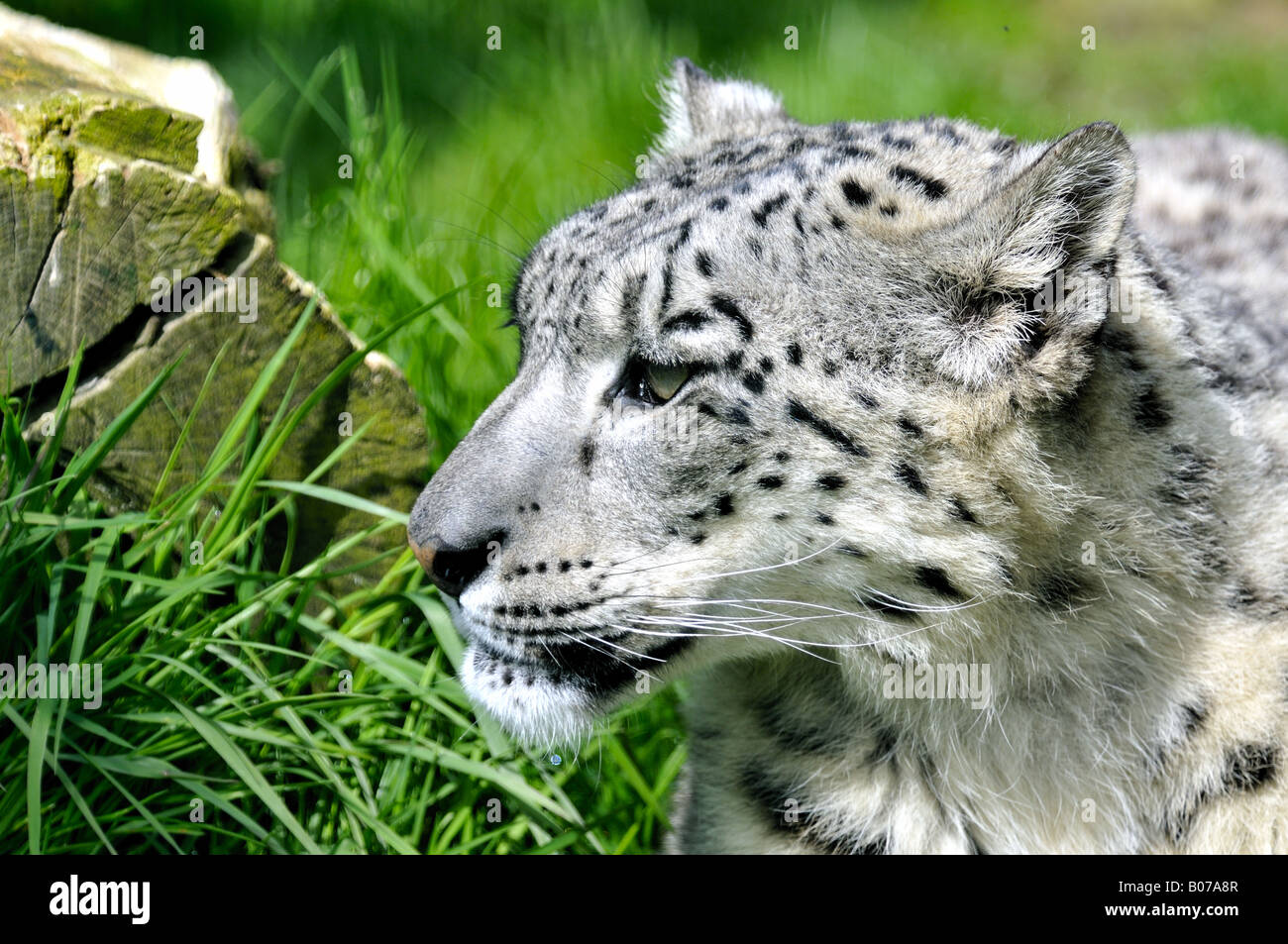 Snow leopard (Panthera uncia Stock Photo - Alamy