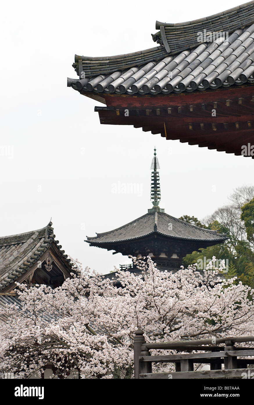 Sakura 'Cherry Blossom' at Taima dera. Taima Temple, Nara Prefecture ...