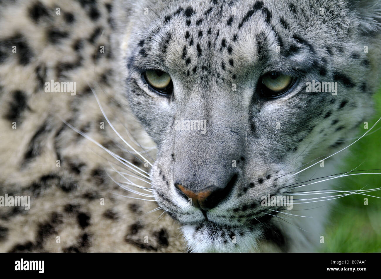 Snow leopard (Panthera uncia Stock Photo - Alamy