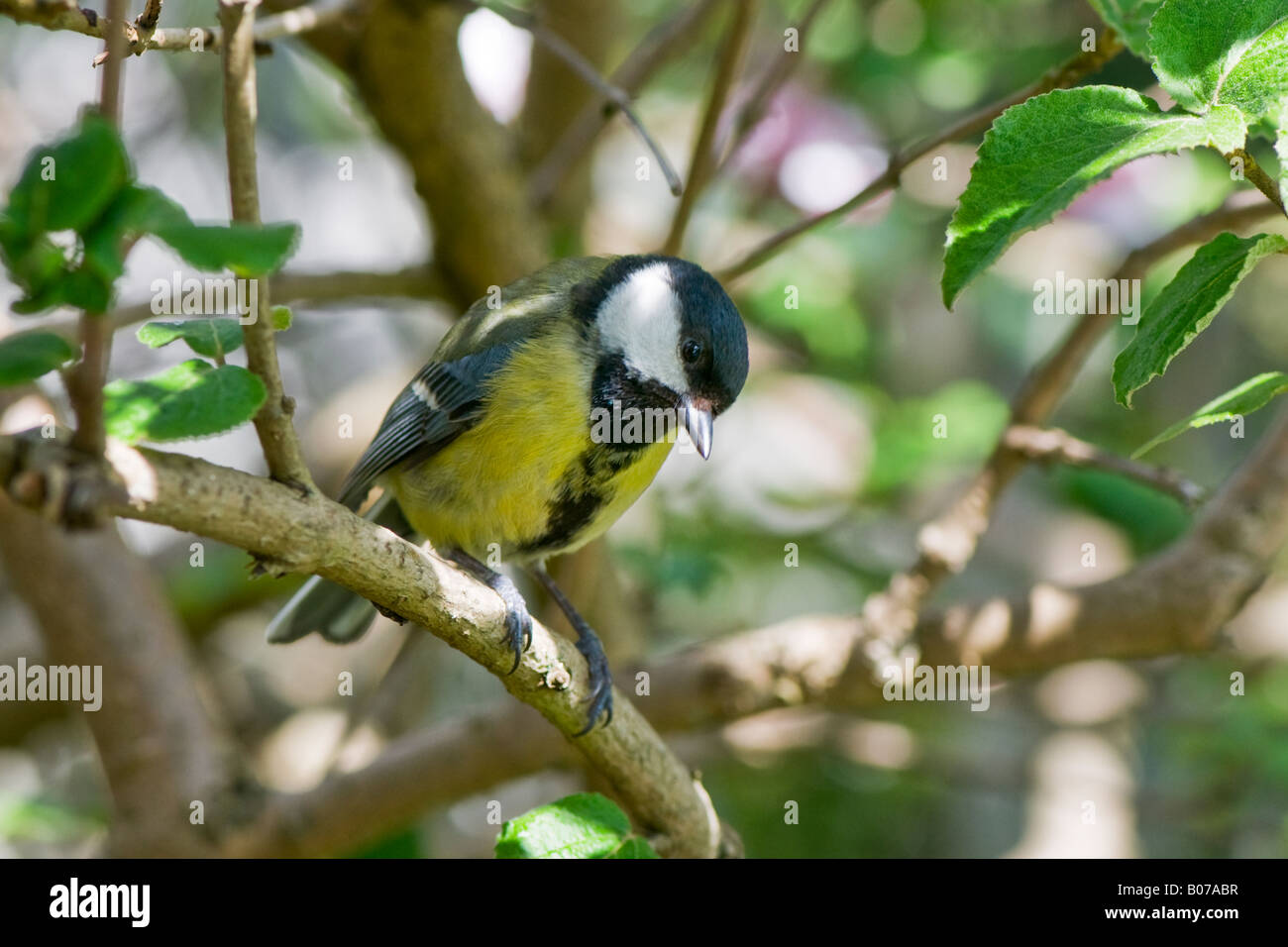 Great titmouse (Parus major Stock Photo - Alamy