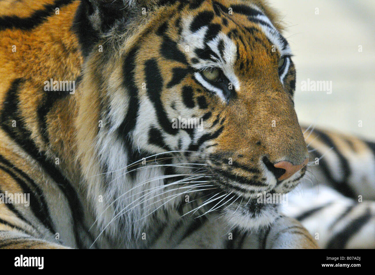 Tiger portraits hi-res stock photography and images - Alamy
