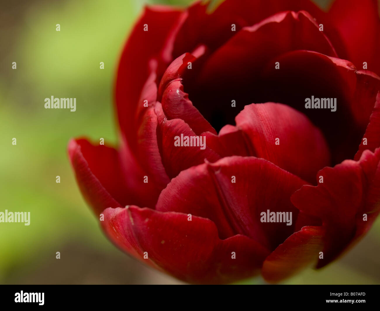 Deep red tulip Stock Photo - Alamy