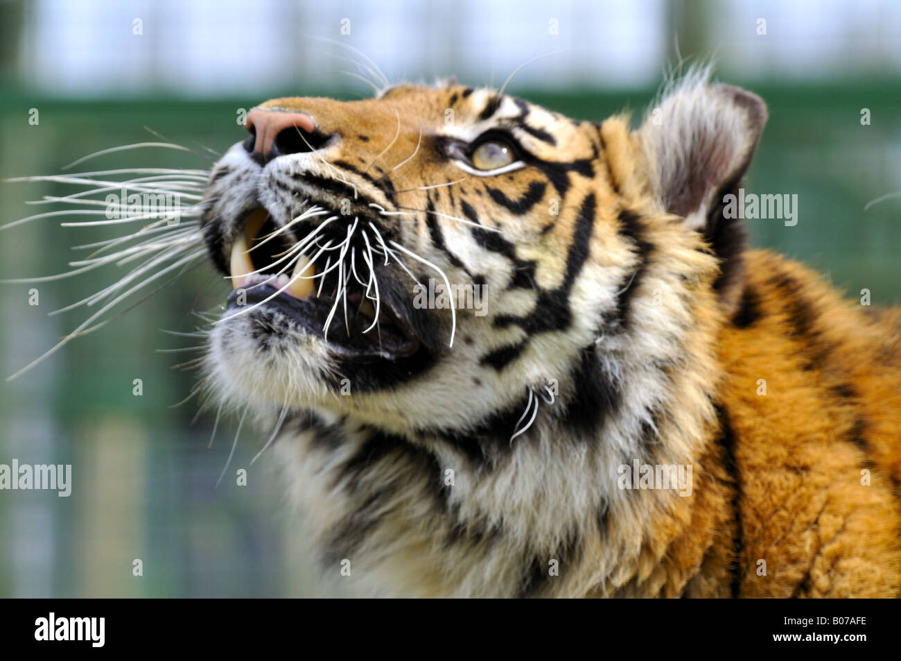 Tiger looking up hi-res stock photography and images - Alamy
