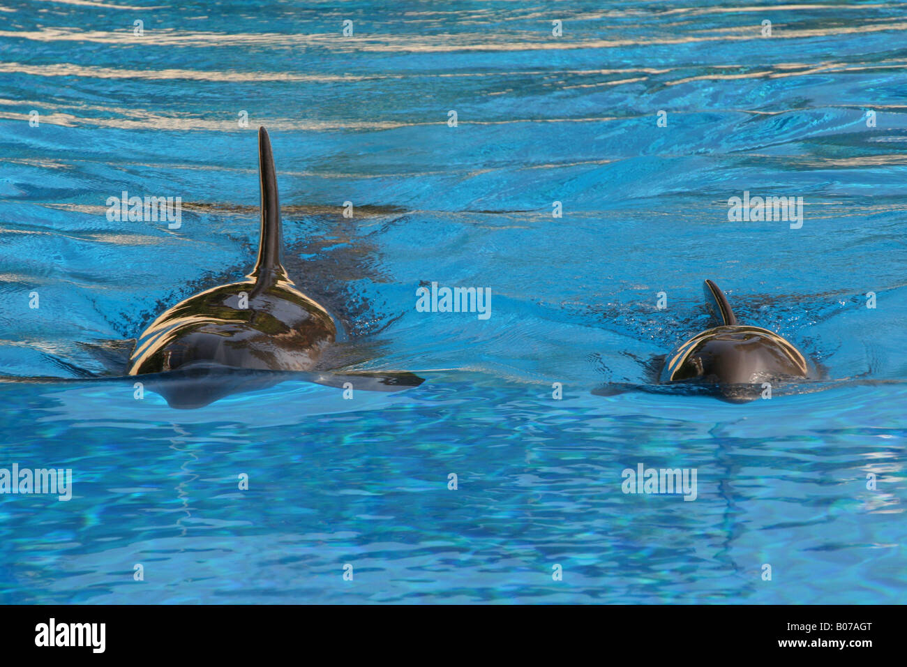 Baby dolphin hi-res stock photography and images - Alamy