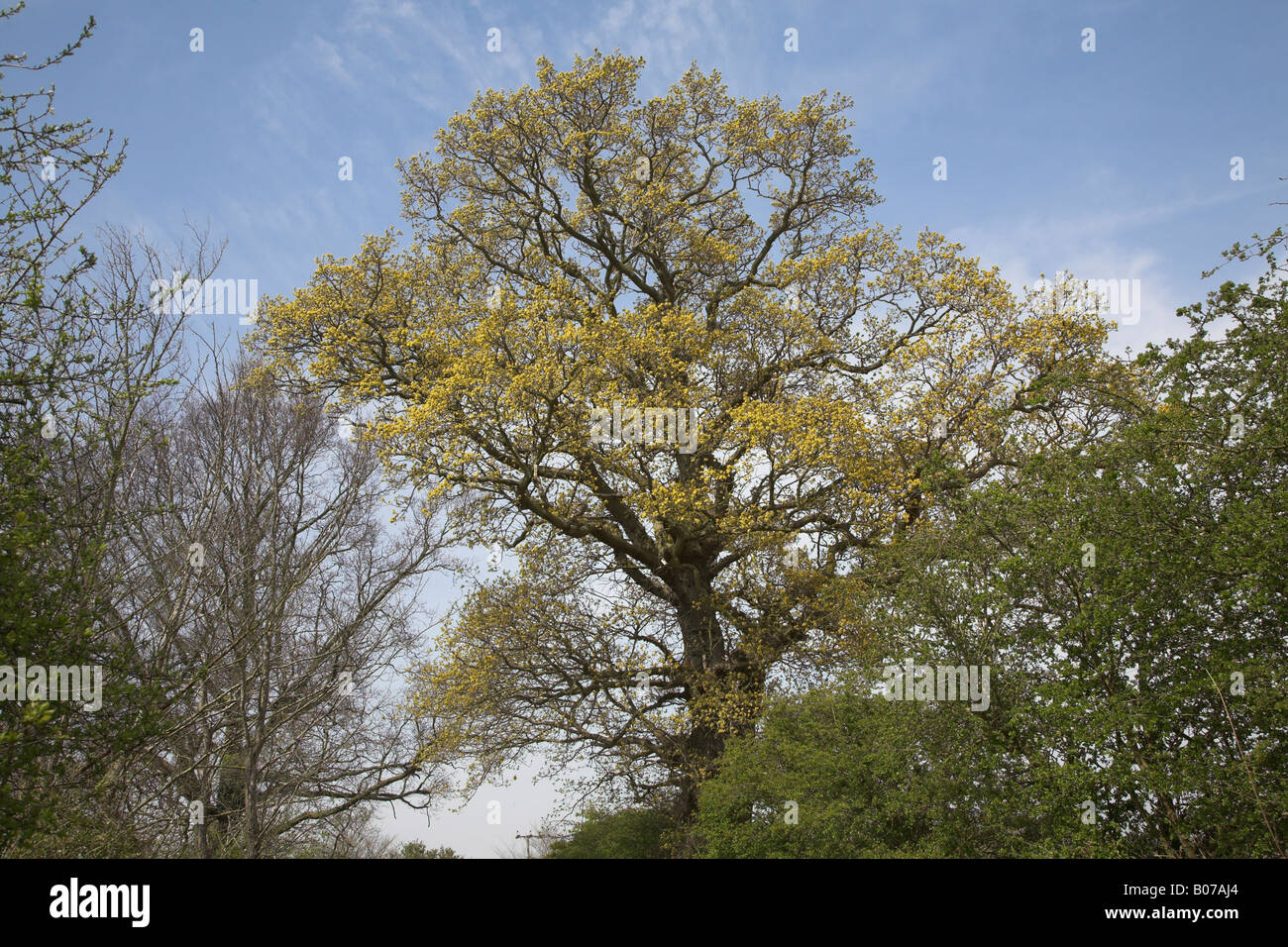 New spring leaves of English oak tree in country lane Stock Photo - Alamy