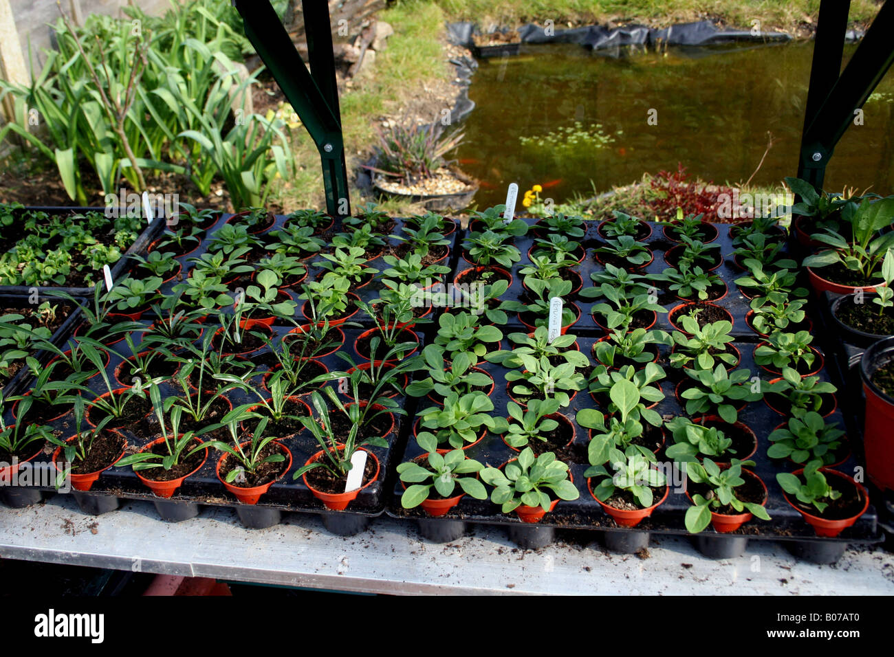 PLUG PLANTS BEING GROWN ON IN A GREENHOUSE Stock Photo - Alamy