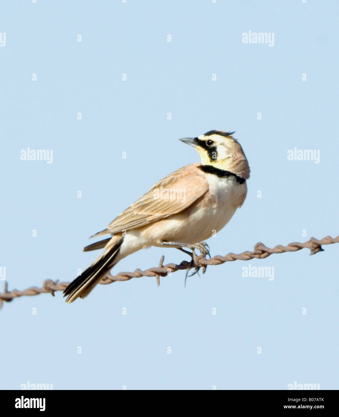 Horned lark hi-res stock photography and images - Alamy