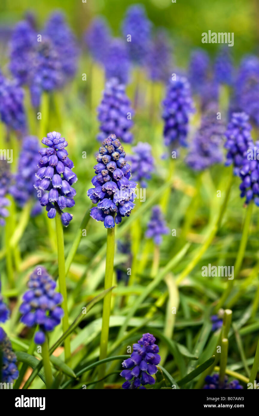 Muscari, grape hyacinth Stock Photo - Alamy