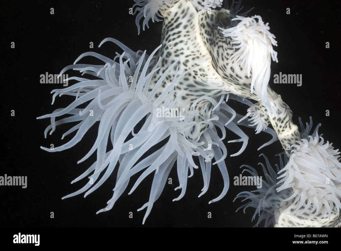 White and black spotted leopard anemone with white flowers under water ...