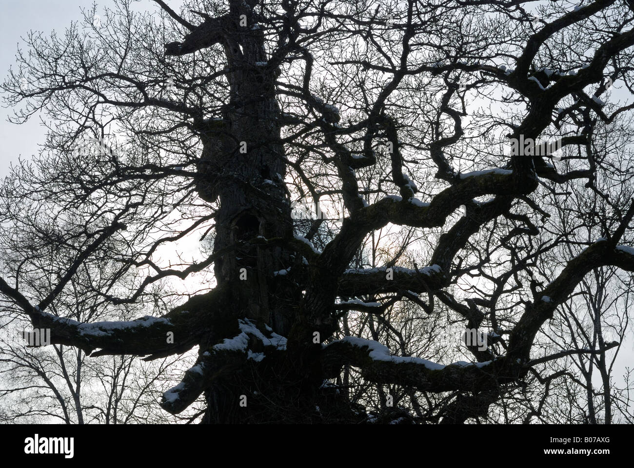 oak tree, southern sweden Stock Photo - Alamy