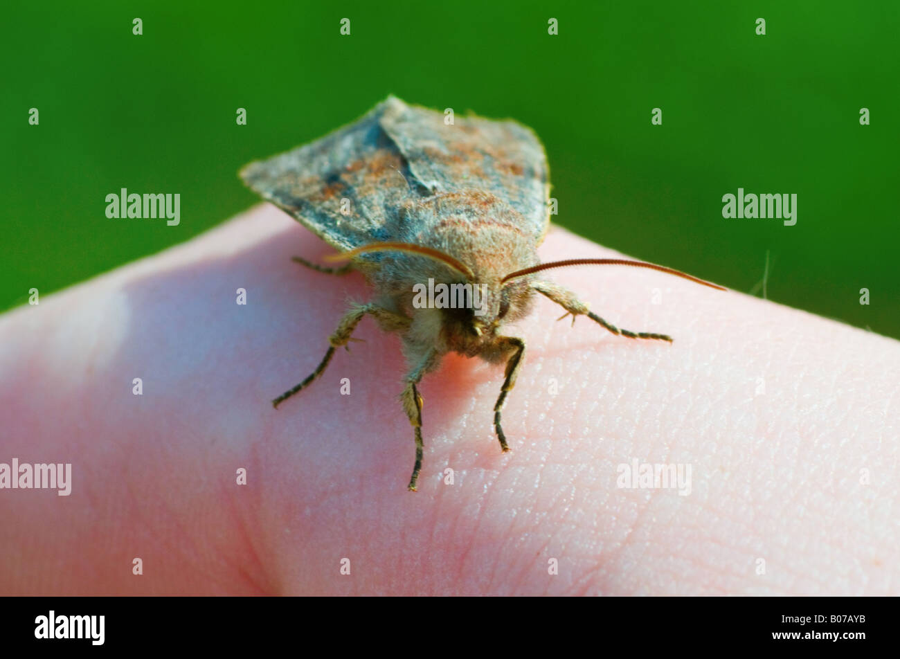 A moth on the hand, close up Stock Photo - Alamy