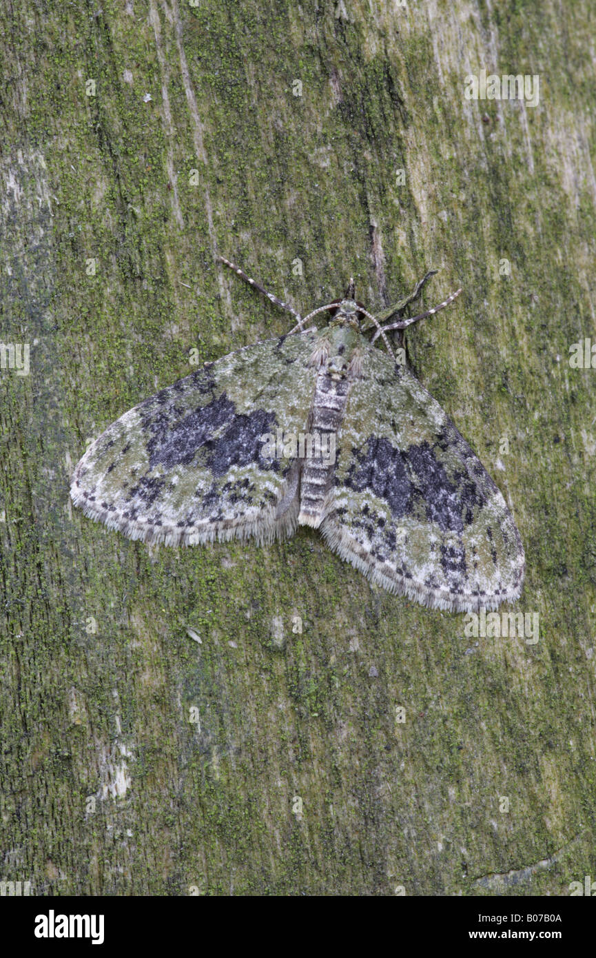 Yellow Barred Brindle - Acasis viretata Stock Photo - Alamy