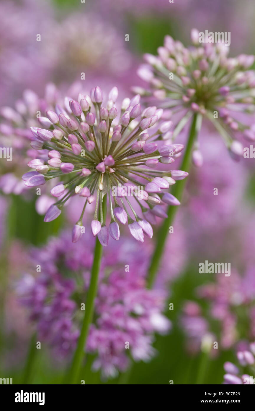 Allium nutans hi-res stock photography and images - Alamy