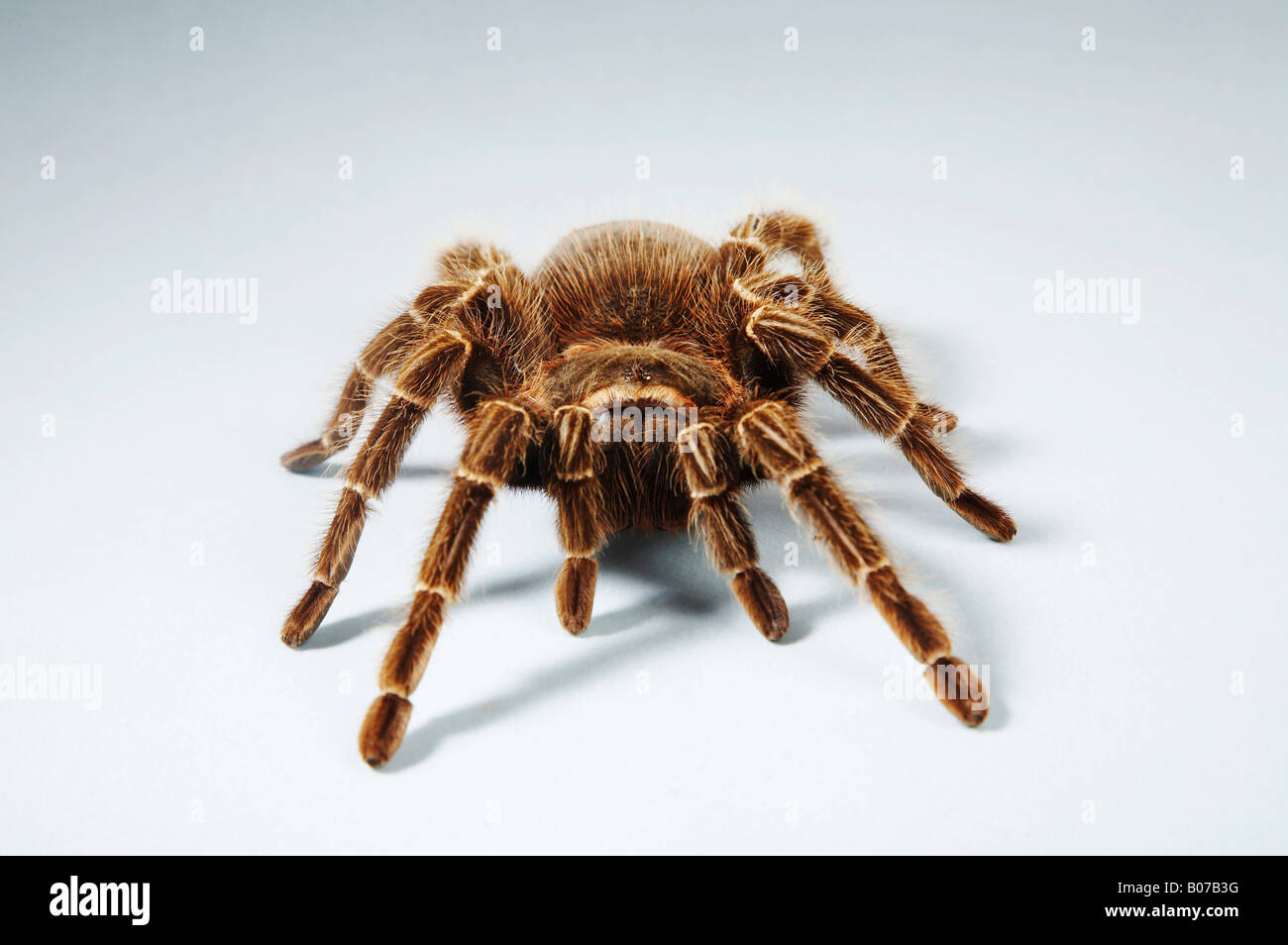 Front view of Red Knee Tarantula Stock Photo - Alamy