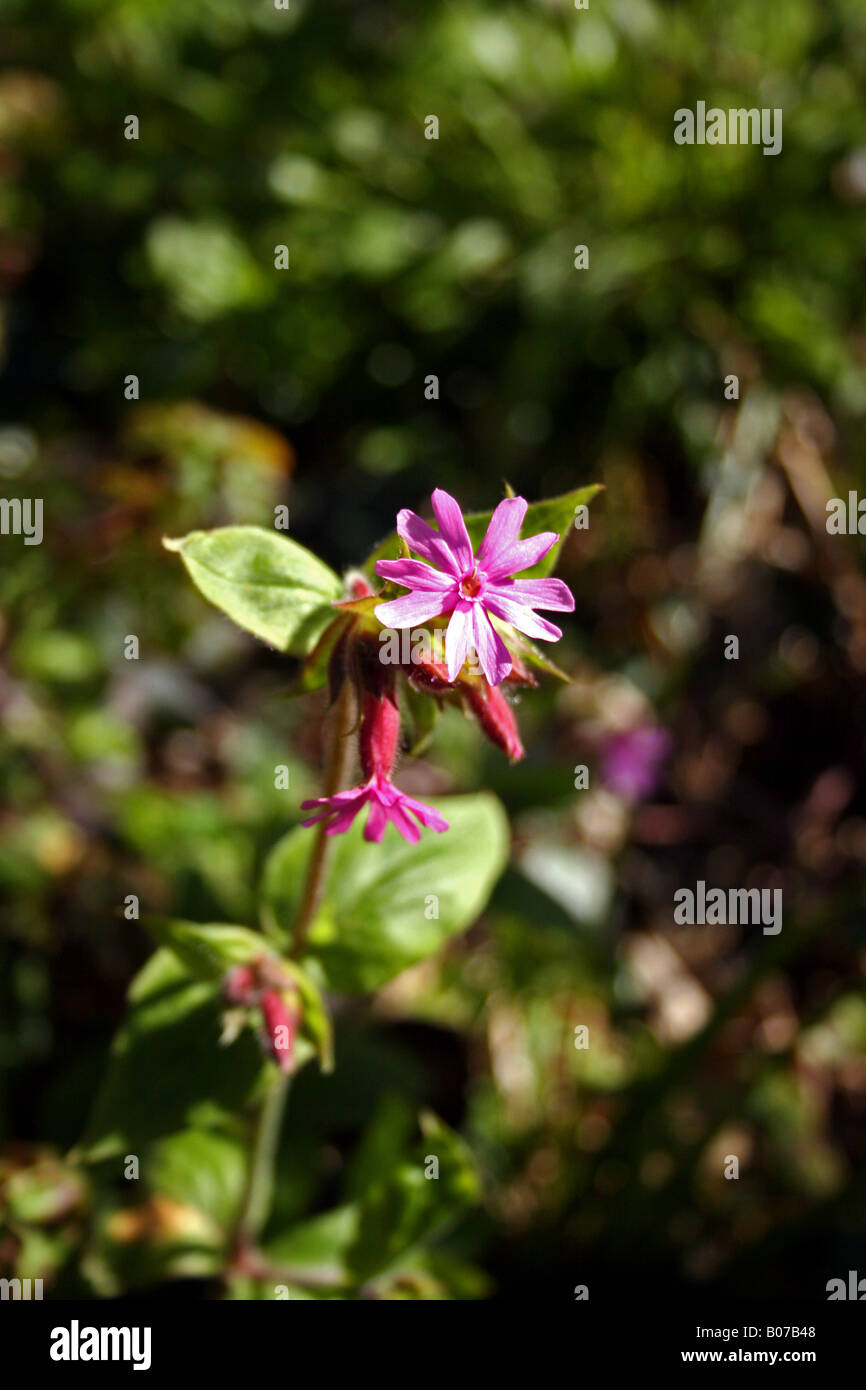 RED CAMPION. SILENE DIOICA. WILD FLOWER Stock Photo - Alamy