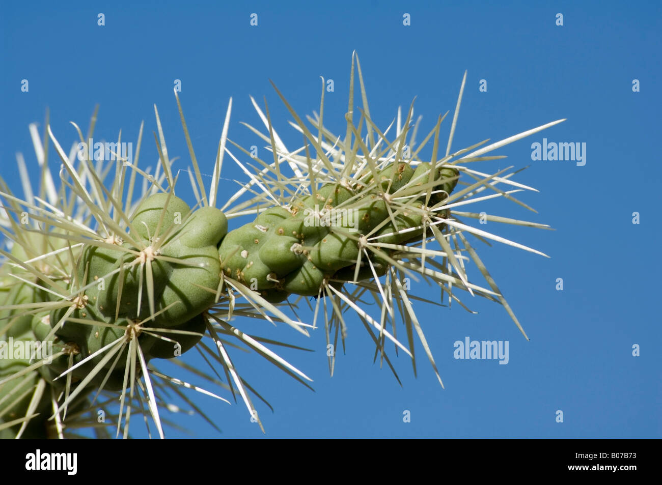 Cholla cactus spines hi-res stock photography and images - Alamy