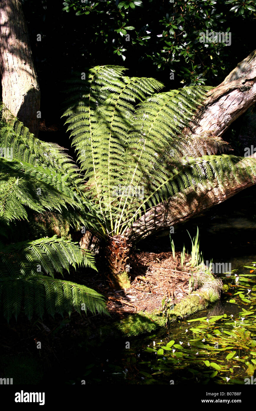 DICKSONIA FIBROSA GOLDEN TREE FERN Stock Photo - Alamy