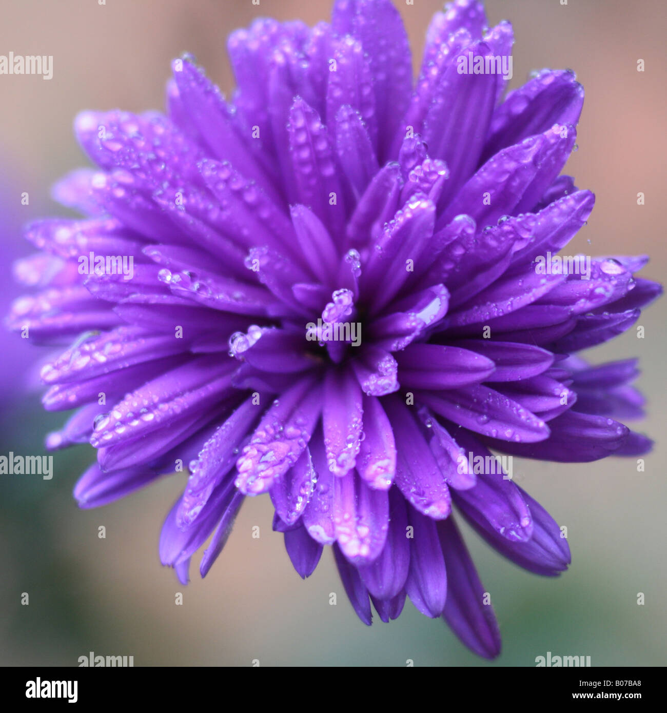 Purple flower in the rain Stock Photo - Alamy