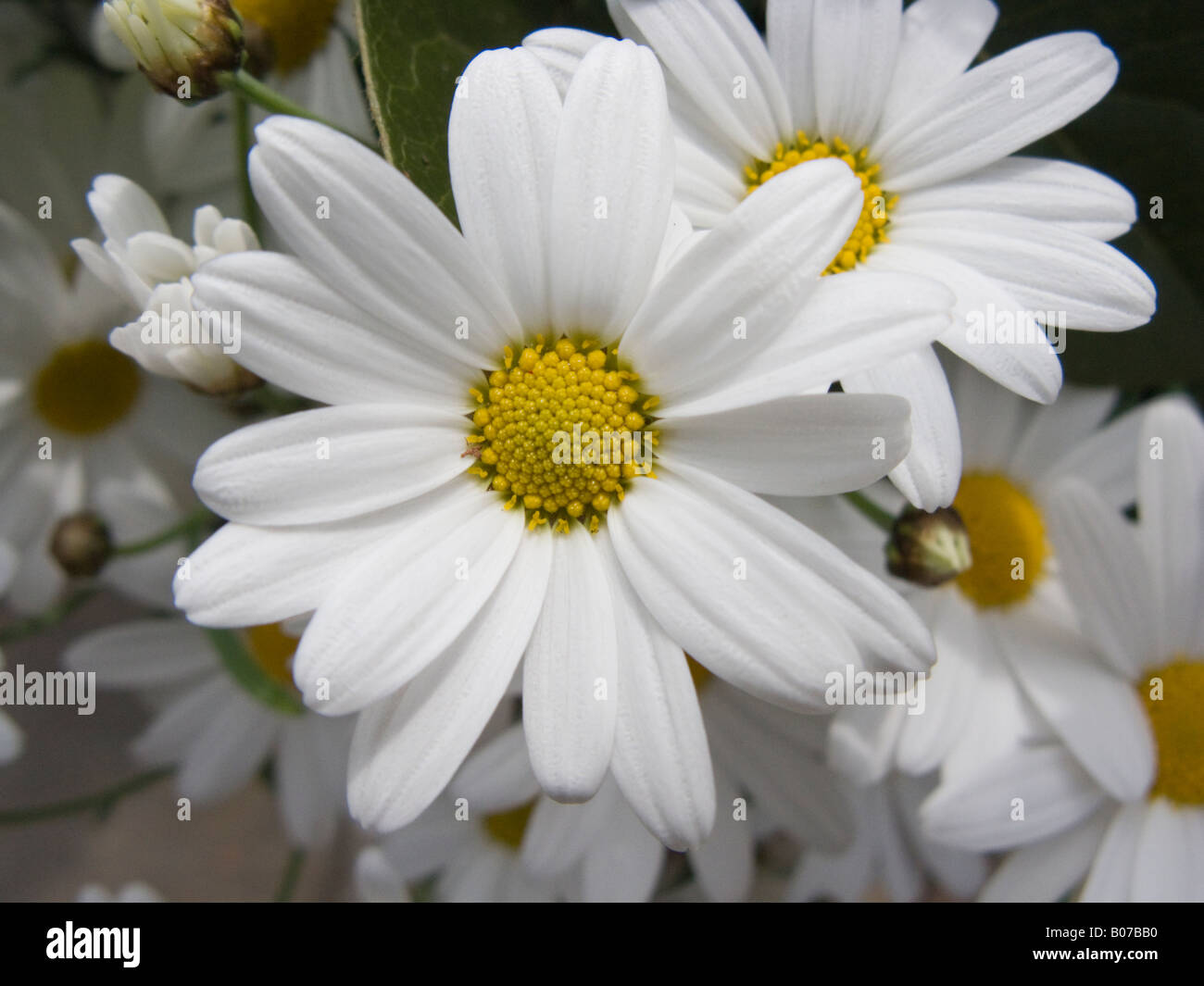 colour image off a group off flowers Stock Photo - Alamy