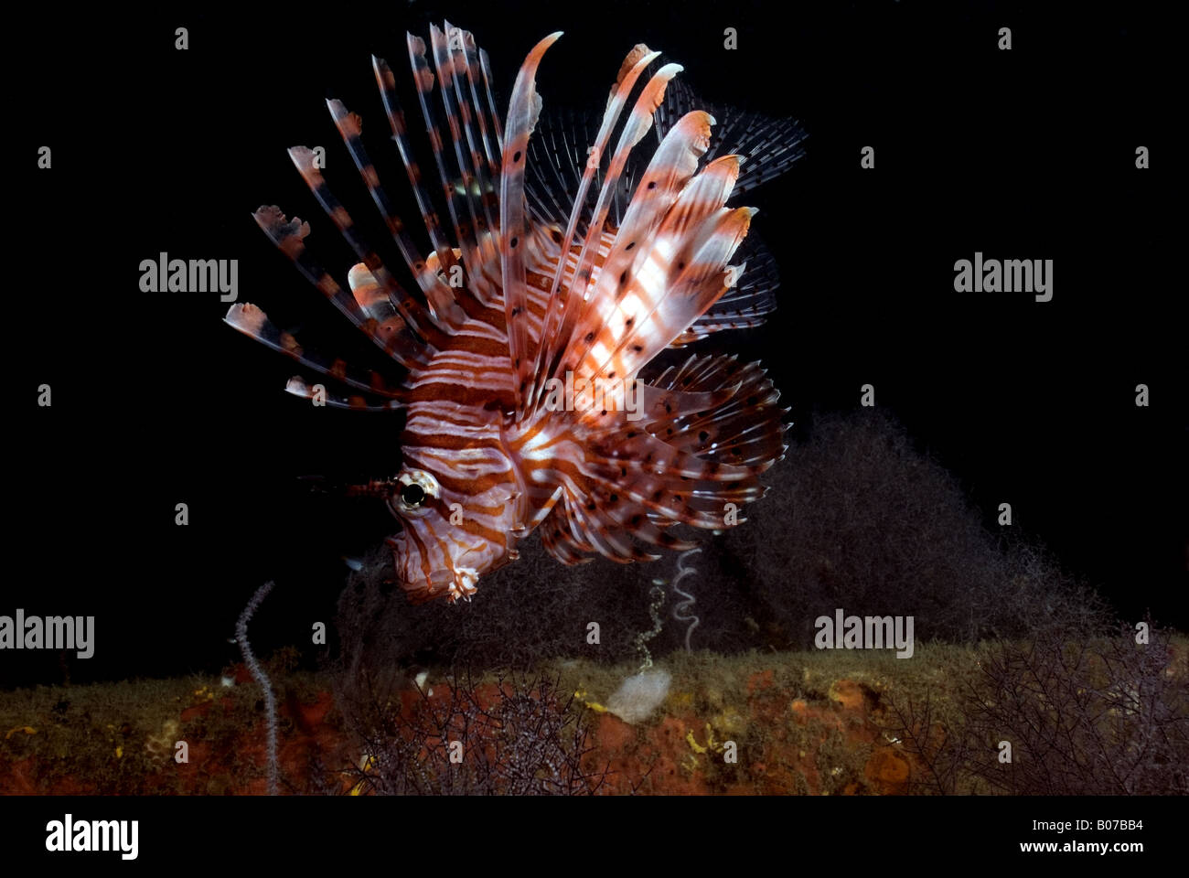 Common lionfish on reef hi-res stock photography and images - Alamy