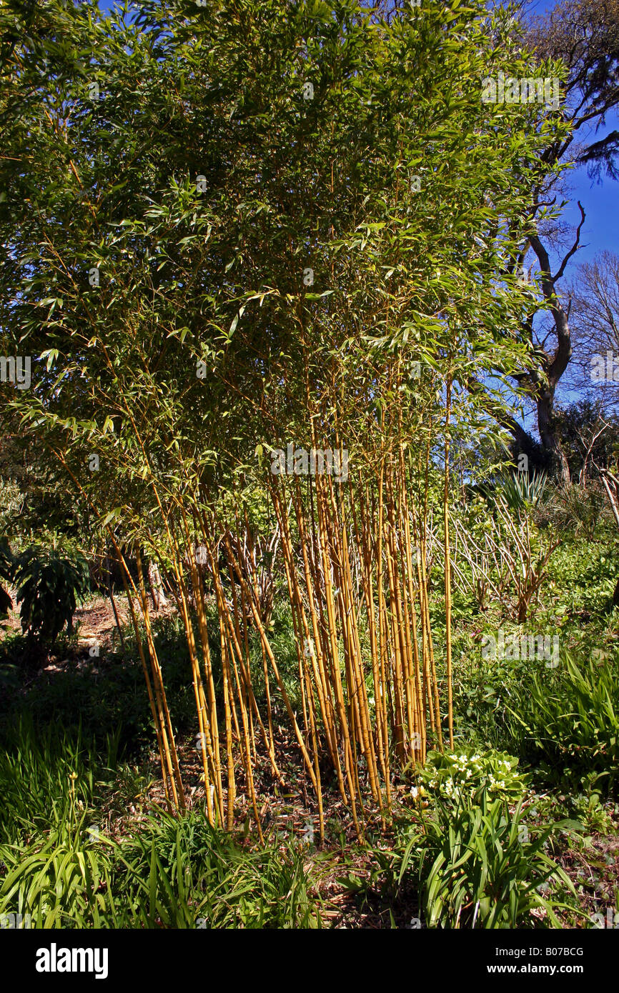 PHYLLOSTACHYS. AUREA. FISHPOLE BAMBOO Stock Photo - Alamy