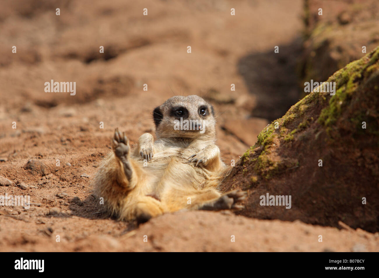 Meerkat suricata suricatta lying on its back in the sand sunbathing ...