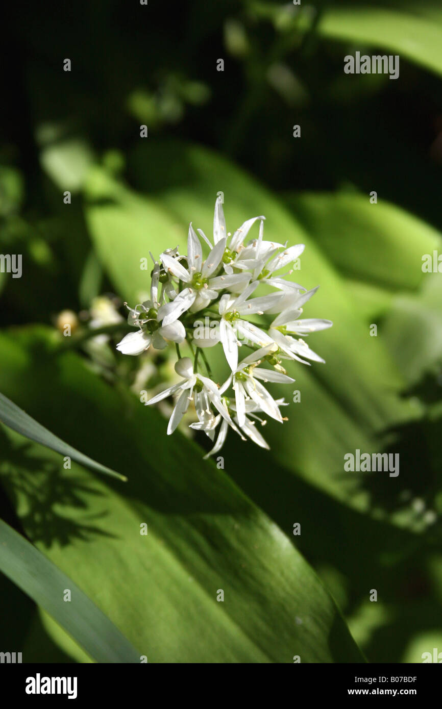 RAMSON. WILD GARLIC FLOWER Stock Photo - Alamy