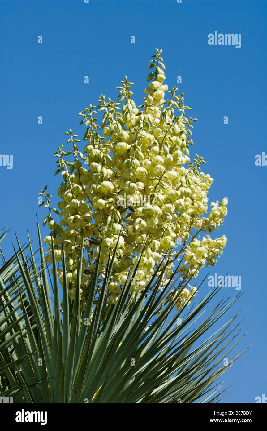Yucca rigida hi-res stock photography and images - Alamy