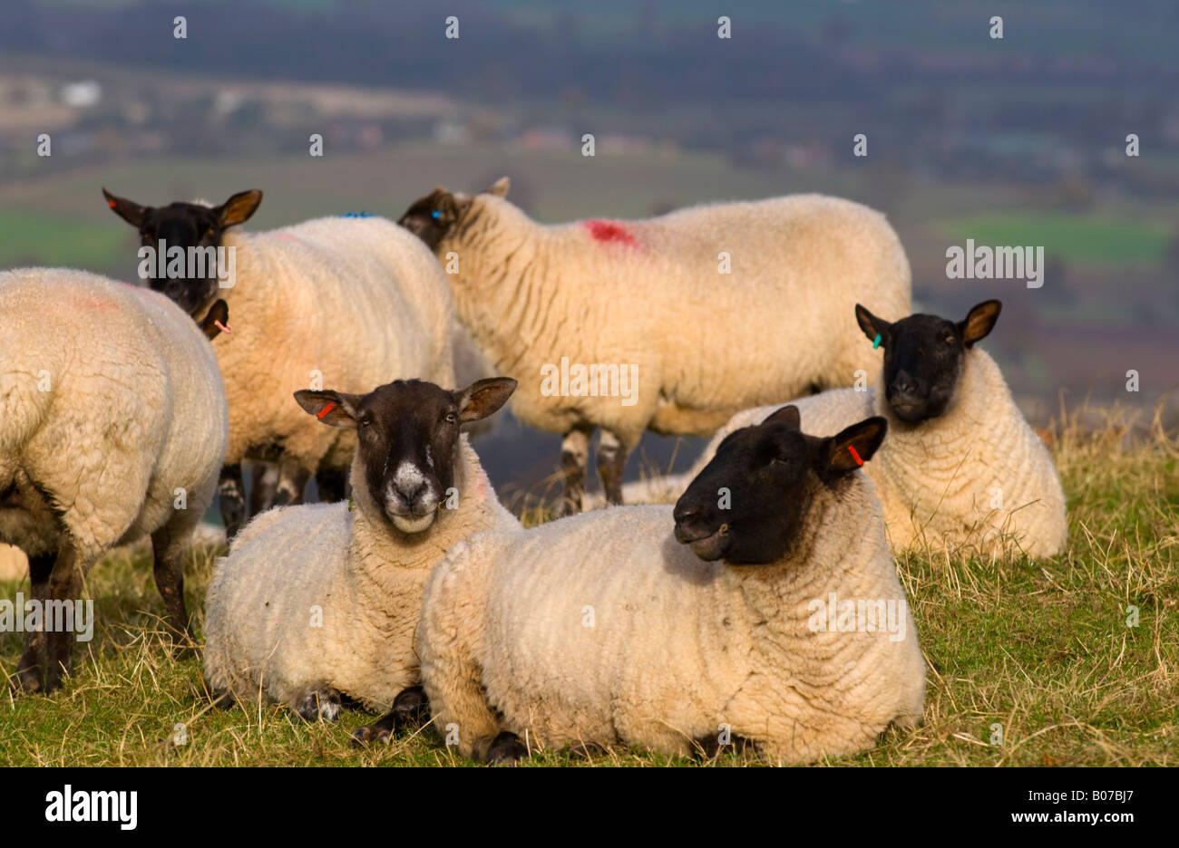 Sheep graze on Cole's Tump a naturally formed mound on hill in South ...